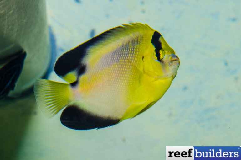 The Bali Aquarich Nebula Angelfish is a Really Cute Fish | Reef ...