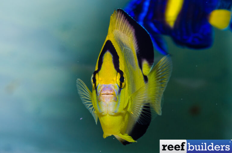 The Bali Aquarich Nebula Angelfish is a Really Cute Fish | Reef ...