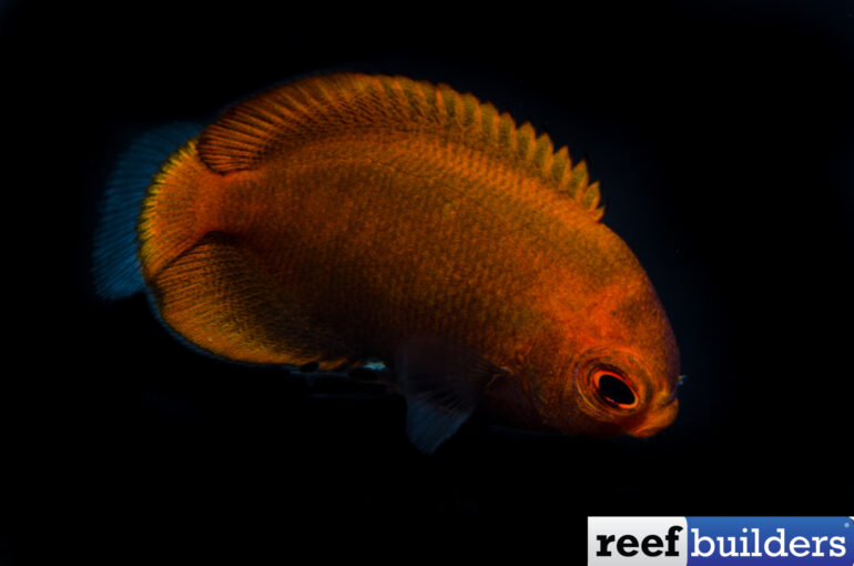 Bali Aquarich produces another first: Golden Angelfish! | Reef Builders ...