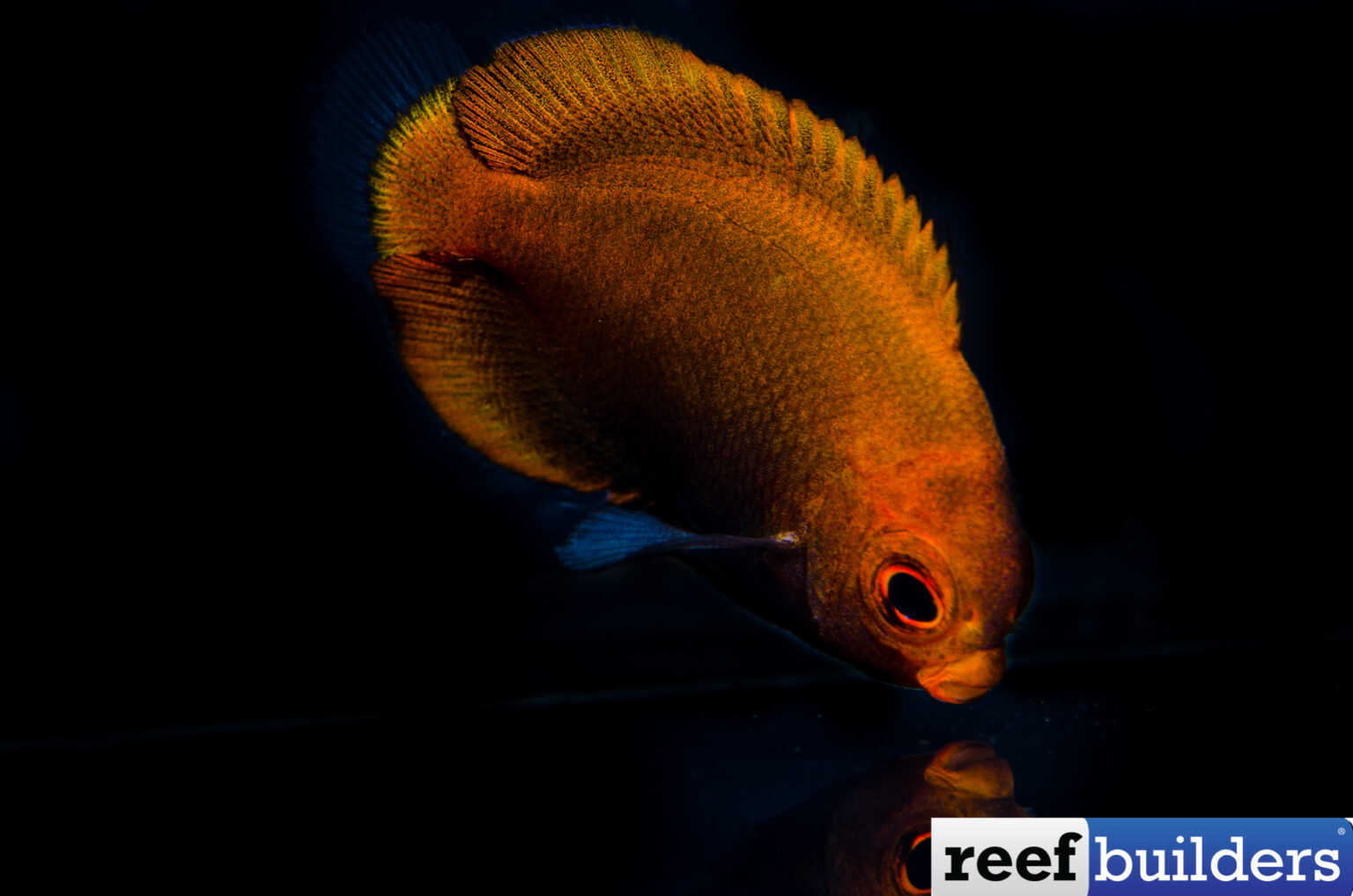 Bali Aquarich produces another first: Golden Angelfish! | Reef Builders ...