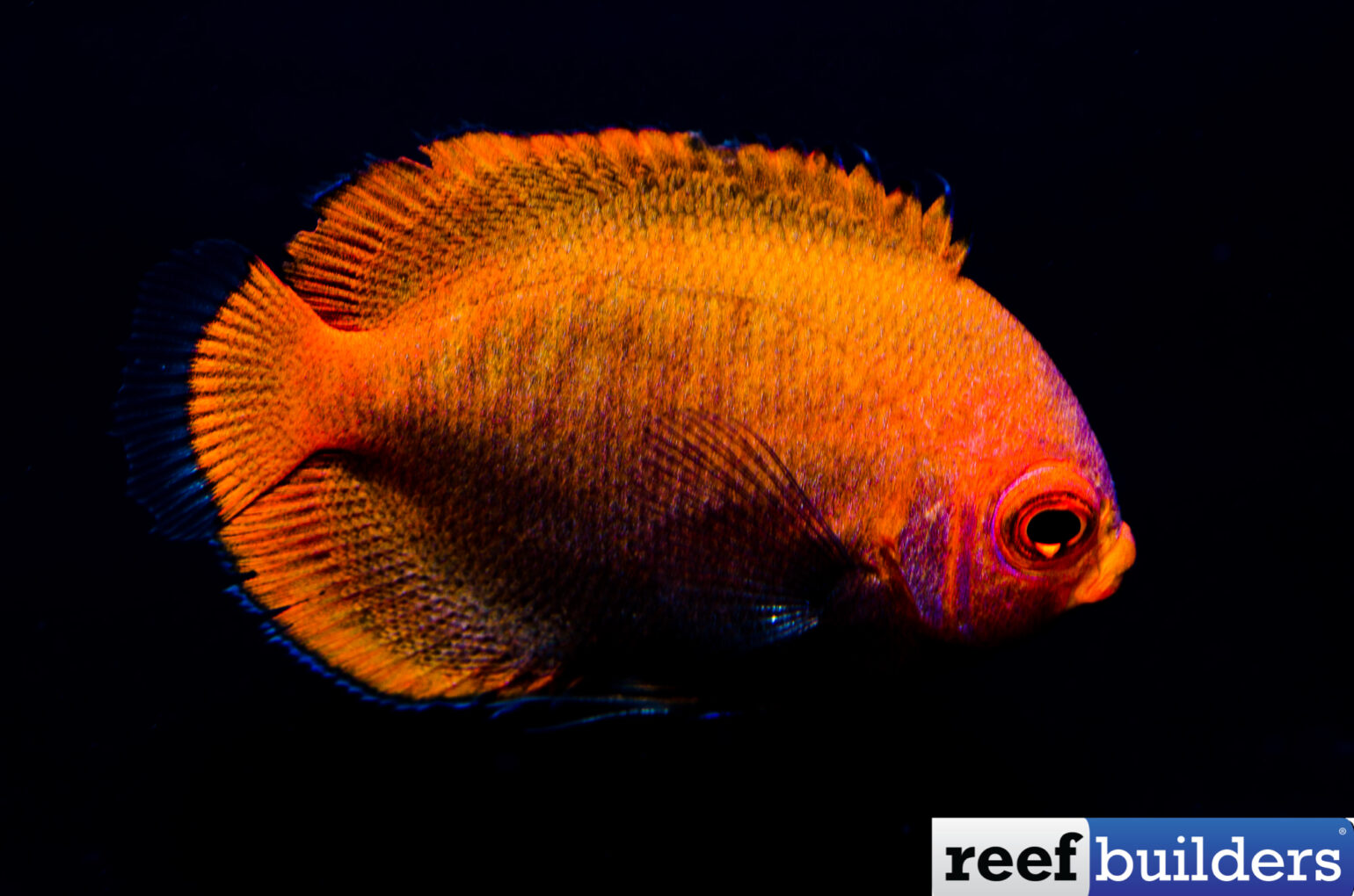 Bali Aquarich produces another first: Golden Angelfish! | Reef Builders ...