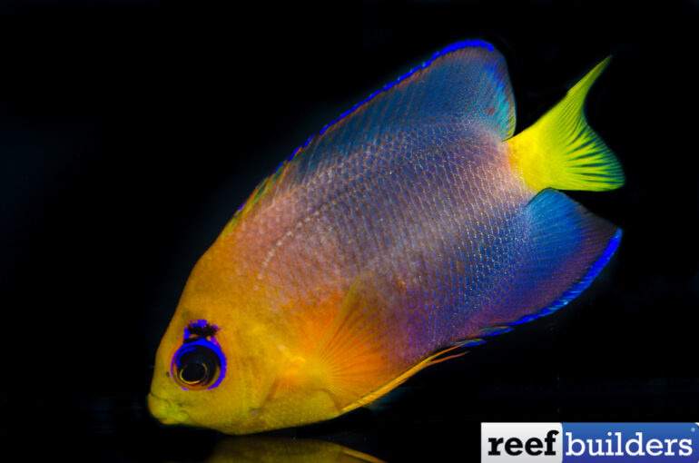 The Bali Aquarich Nebula Angelfish is a Really Cute Fish | Reef ...
