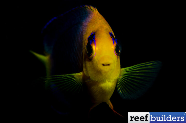 The Bali Aquarich Nebula Angelfish is a Really Cute Fish | Reef ...