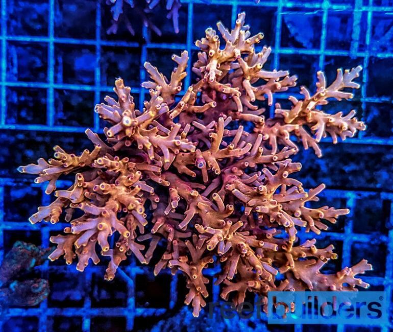 The Transformation of the Shining Dragon Acropora | Reef Builders | The ...