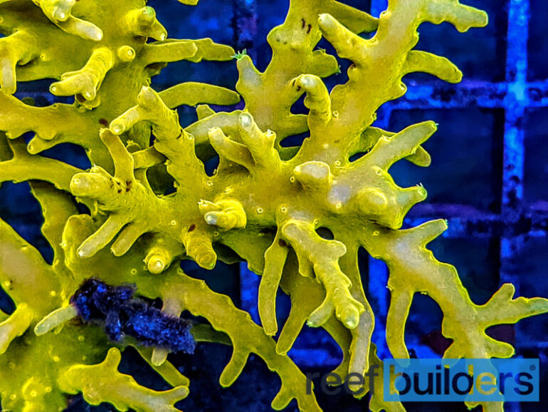 The Transformation of the Shining Dragon Acropora | Reef Builders | The ...