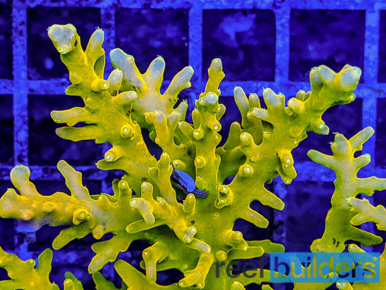 The Transformation of the Shining Dragon Acropora | Reef Builders | The ...