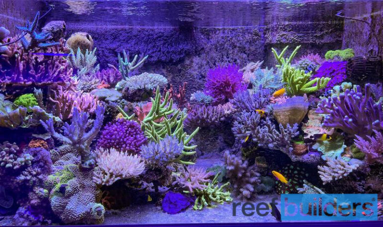 De Jong Marinelife’s New Coral Farm | Reef Builders | The Reef and ...