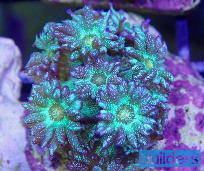 Glitter Face and Galaxy Gonies from Gallery Aquatica | Reef Builders ...