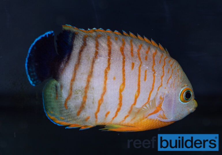 A Spectrum of Xanthic Eibli Angelfish from Reef Pro | Reef Builders ...