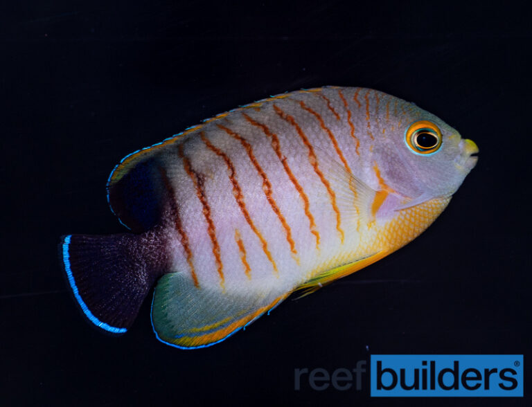 A Spectrum of Xanthic Eibli Angelfish from Reef Pro | Reef Builders ...