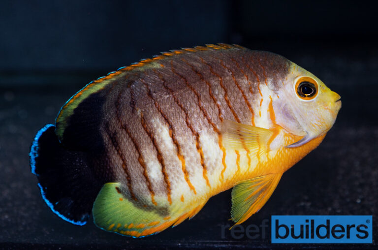 A Spectrum of Xanthic Eibli Angelfish from Reef Pro | Reef Builders ...