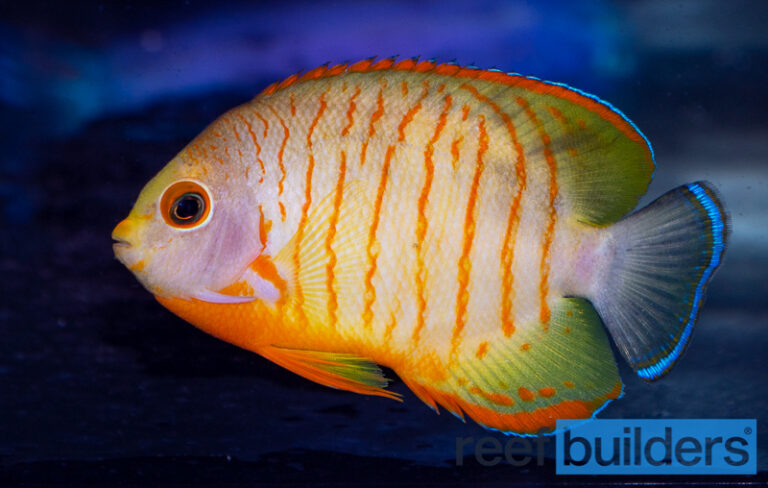 A Spectrum of Xanthic Eibli Angelfish from Reef Pro | Reef Builders ...
