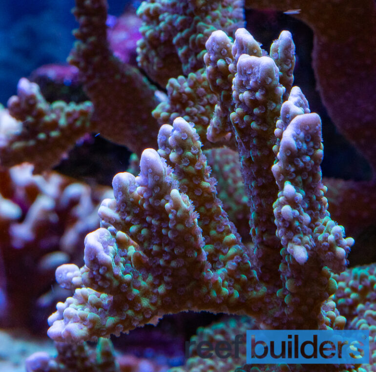 Montipora capitata, the Plating & Branching Bumpy Monti | Reef Builders ...