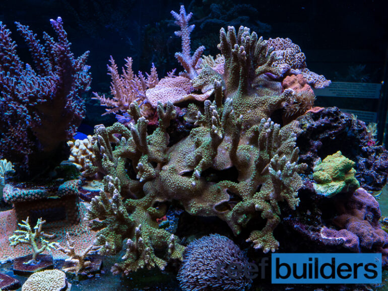 Montipora capitata, the Plating & Branching Bumpy Monti | Reef Builders ...
