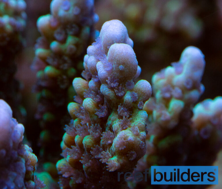 Montipora capitata, the Plating & Branching Bumpy Monti | Reef Builders ...