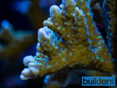 Montipora capitata, the Plating & Branching Bumpy Monti | Reef Builders ...