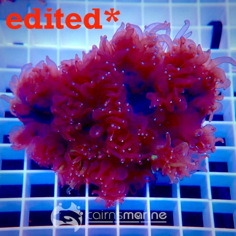 Is This The First Solid RED Elegance Coral? | Reef Builders | The Reef ...
