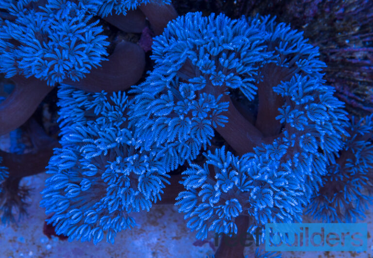 WWC True Blue Xenia is Strikingly Blue | Reef Builders | The Reef and ...