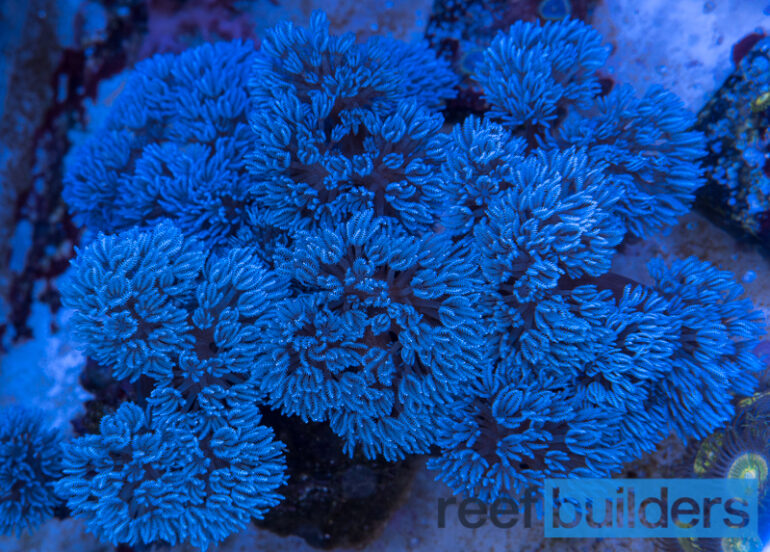 WWC True Blue Xenia is Strikingly Blue | Reef Builders | The Reef and ...
