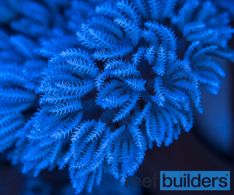 WWC True Blue Xenia is Strikingly Blue | Reef Builders | The Reef and ...