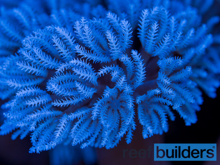 WWC True Blue Xenia is Strikingly Blue | Reef Builders | The Reef and ...