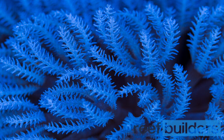 WWC True Blue Xenia is Strikingly Blue | Reef Builders | The Reef and ...