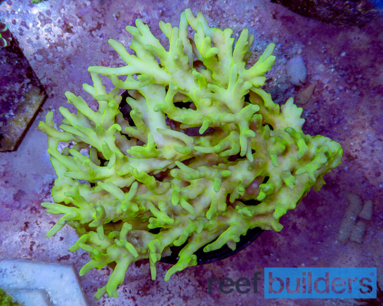 Acropora caroliniana, the Naked Yellow Acro | Reef Builders | The Reef ...