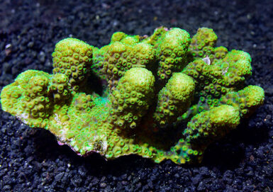 Pavona maldivensis Discovered with Both Orange and Green Color | Reef ...