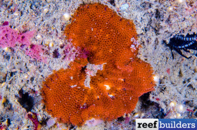 Red Mini-Maxi Anemone Lives Much Deeper than we Thought | Reef Builders ...