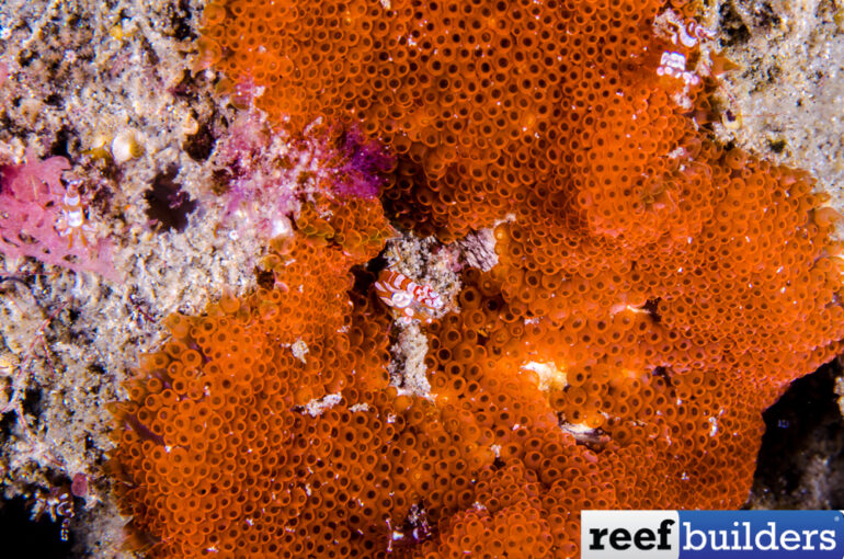 Red Mini-Maxi Anemone Lives Much Deeper than we Thought | Reef Builders ...