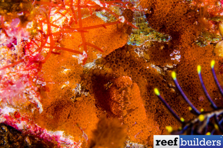 Red Mini-Maxi Anemone Lives Much Deeper than we Thought | Reef Builders ...