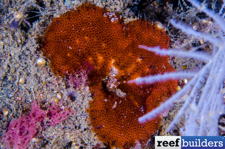 Red Mini-Maxi Anemone Lives Much Deeper than we Thought | Reef Builders ...