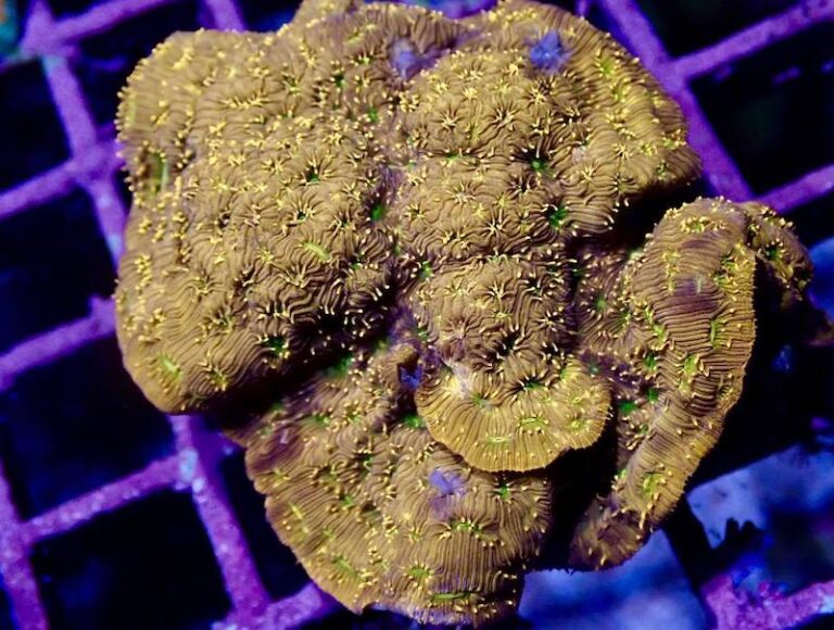 Pavona maldivensis Discovered with Both Orange and Green Color | Reef ...