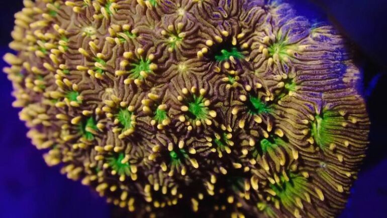 Pavona maldivensis Discovered with Both Orange and Green Color | Reef ...