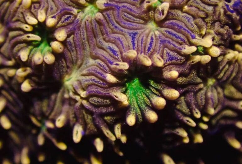 Pavona maldivensis Discovered with Both Orange and Green Color | Reef ...
