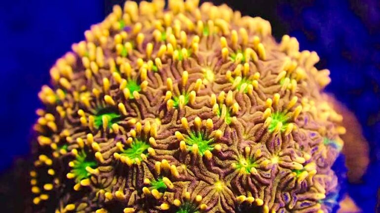 Pavona maldivensis Discovered with Both Orange and Green Color | Reef ...