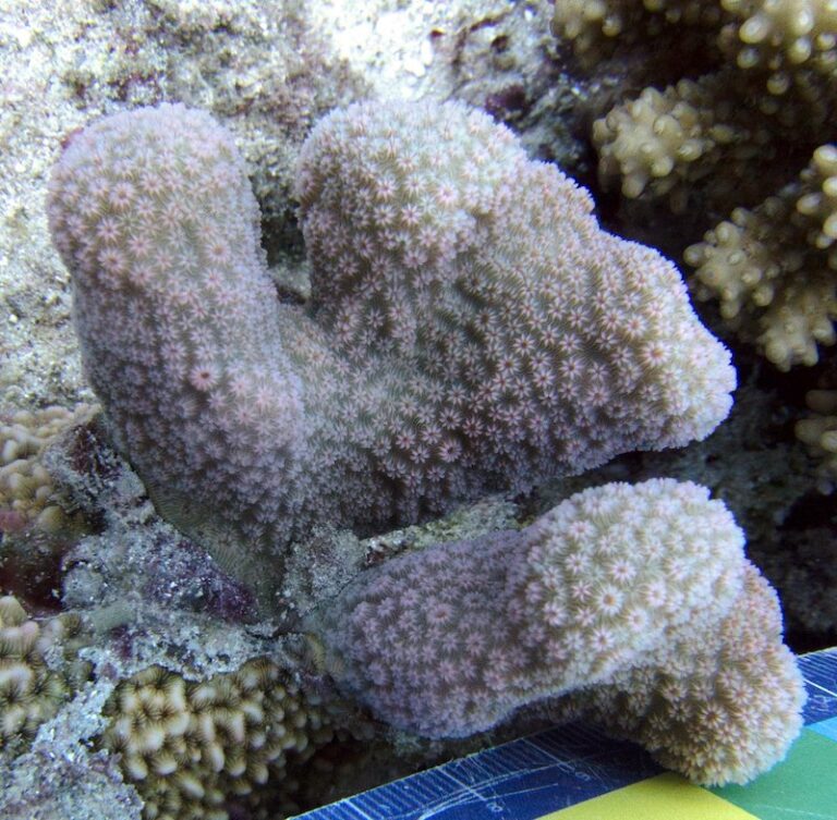 Pavona maldivensis Discovered with Both Orange and Green Color | Reef ...