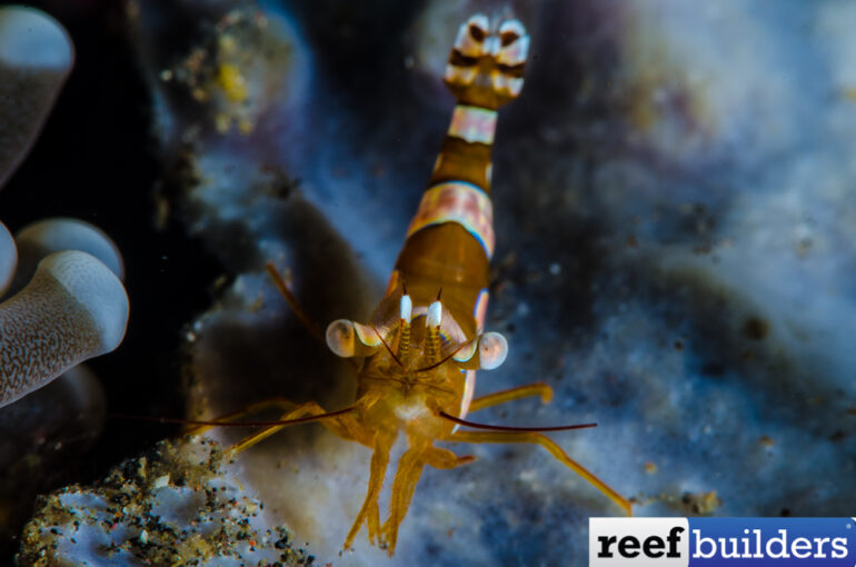 Red Mini-Maxi Anemone Lives Much Deeper than we Thought | Reef Builders ...