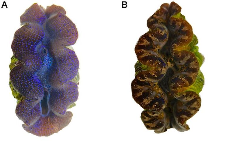 New Research Reveals how to Breed Bigger and More Colorful Crocea Clams ...