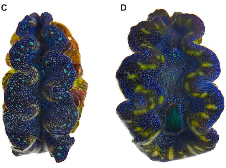 New Research Reveals how to Breed Bigger and More Colorful Crocea Clams ...