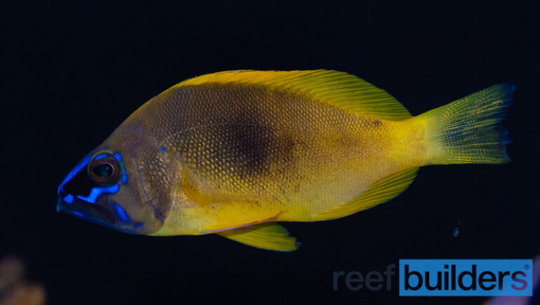 Rare Golden Hamlet makes its Way to the Reef Builders Studio | Reef ...