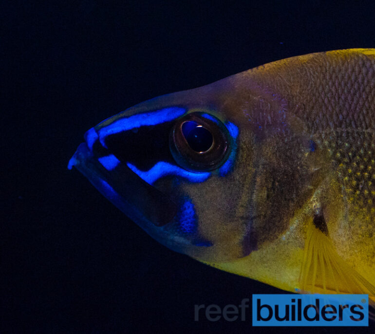 Rare Golden Hamlet makes its Way to the Reef Builders Studio | Reef ...