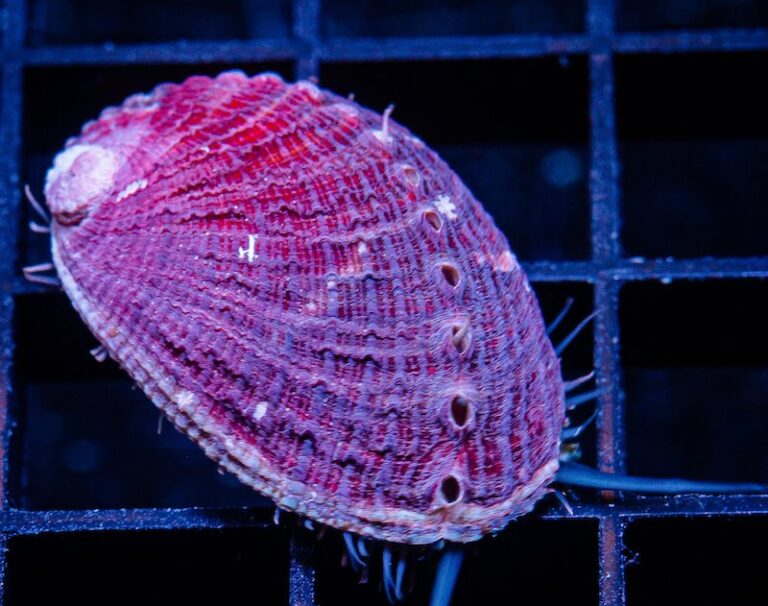 Rare Tropical Abalones Now Available from Unique Corals | Reef Builders ...