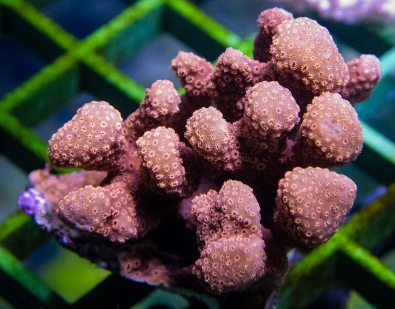 Pavona maldivensis Discovered with Both Orange and Green Color | Reef ...