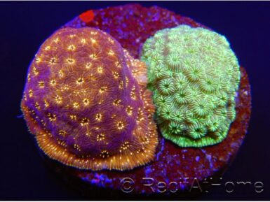 Pavona maldivensis Discovered with Both Orange and Green Color | Reef ...