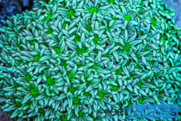 Tubipora musica - Pipe Organ is the Octocoral Polyp with a Skeleton ...