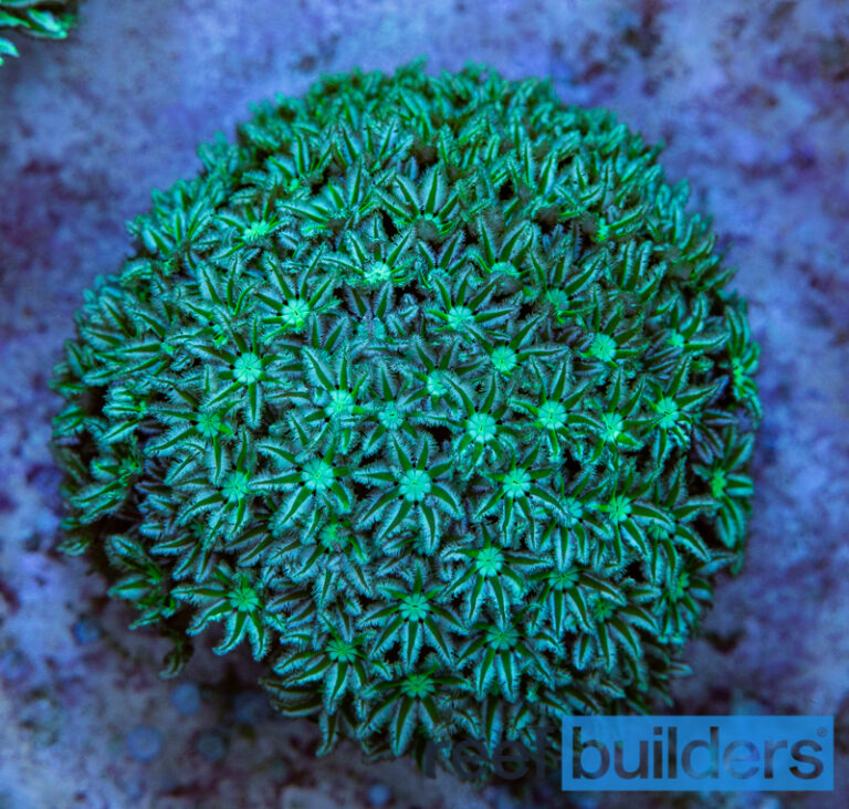 Tubipora musica - Pipe Organ is the Octocoral Polyp with a Skeleton ...
