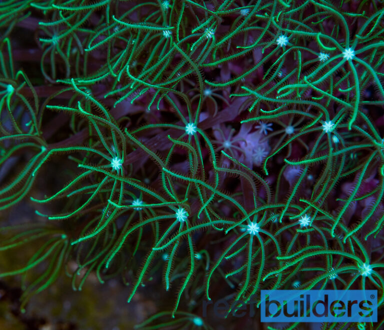 Tubipora musica - Pipe Organ is the Octocoral Polyp with a Skeleton ...