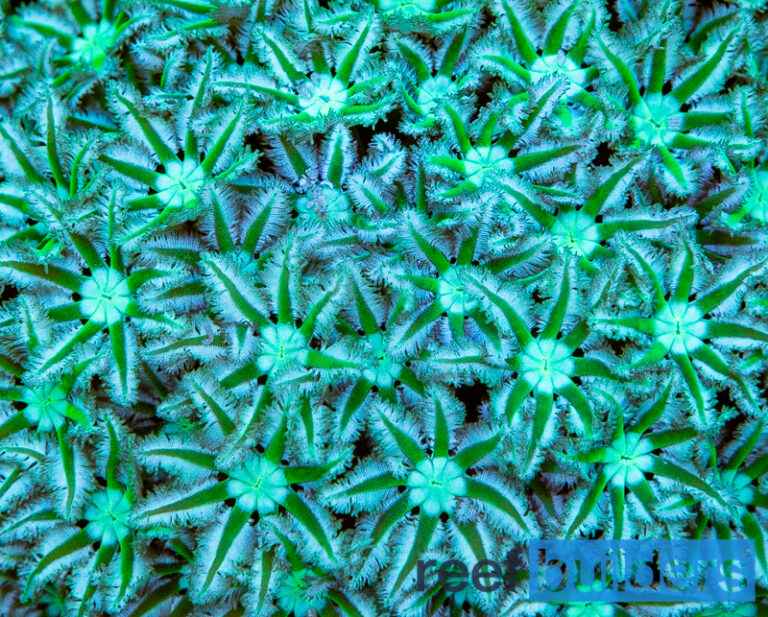 Tubipora musica - Pipe Organ is the Octocoral Polyp with a Skeleton ...