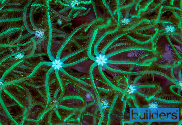 Tubipora musica - Pipe Organ is the Octocoral Polyp with a Skeleton ...